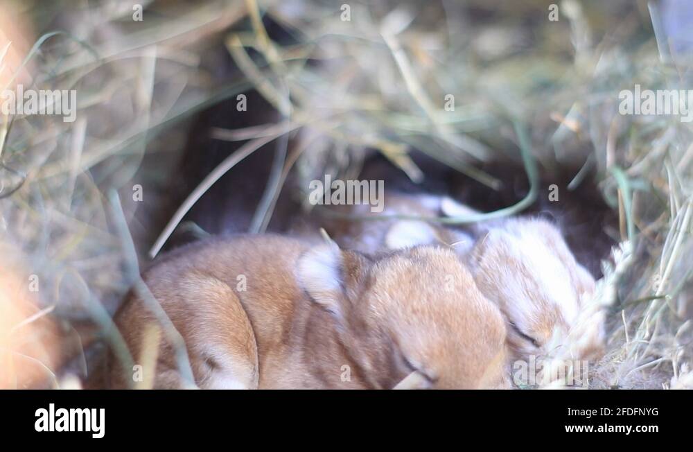Rabbits in nest Stock Videos & Footage - HD and 4K Video Clips - Alamy