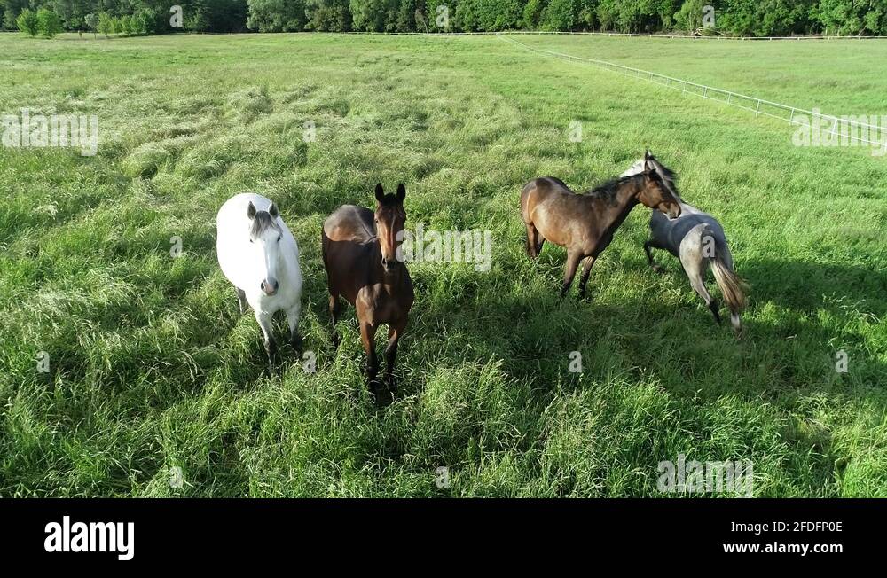 Pure bred animals Stock Videos & Footage - HD and 4K Video Clips - Alamy