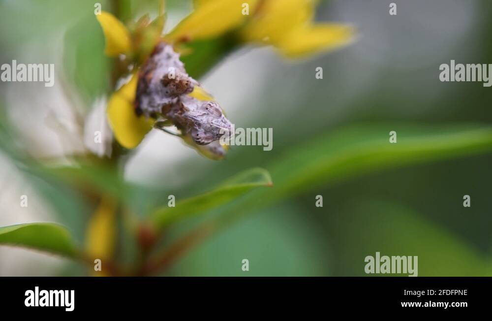 Horned mantis Stock Videos & Footage - HD and 4K Video Clips - Alamy