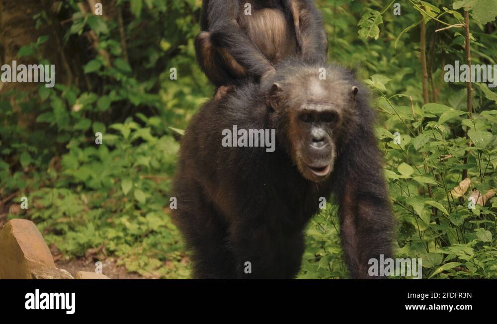 Chimpanzee baby on back Stock Videos & Footage - HD and 4K Video Clips ...