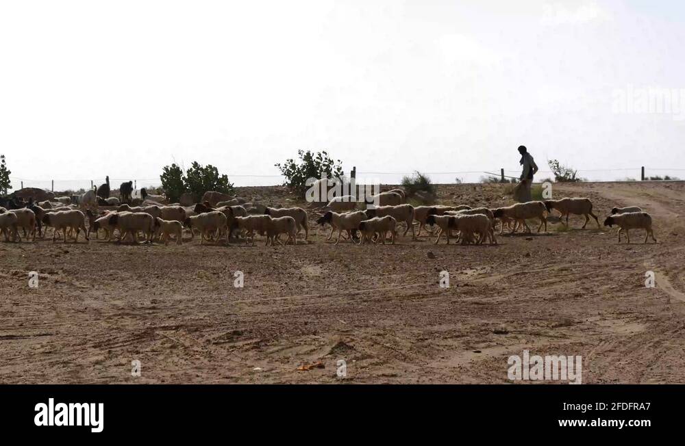 Shepherd in the desert with sheep Stock Videos & Footage - HD and 4K ...