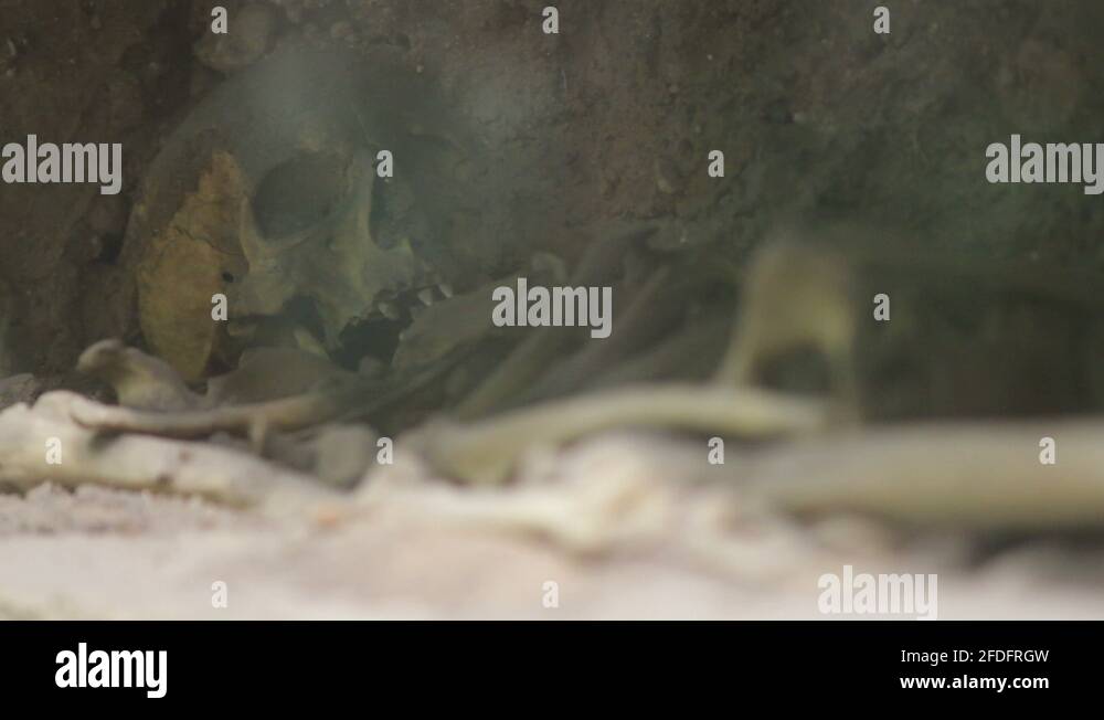 Buried human skeleton Stock Videos & Footage - HD and 4K Video Clips ...