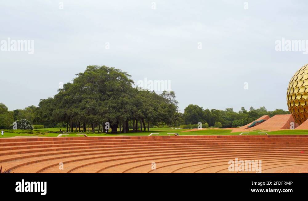 Huge banyan ficus tree air roots, Matrimandir Mother’s Temple gardens ...