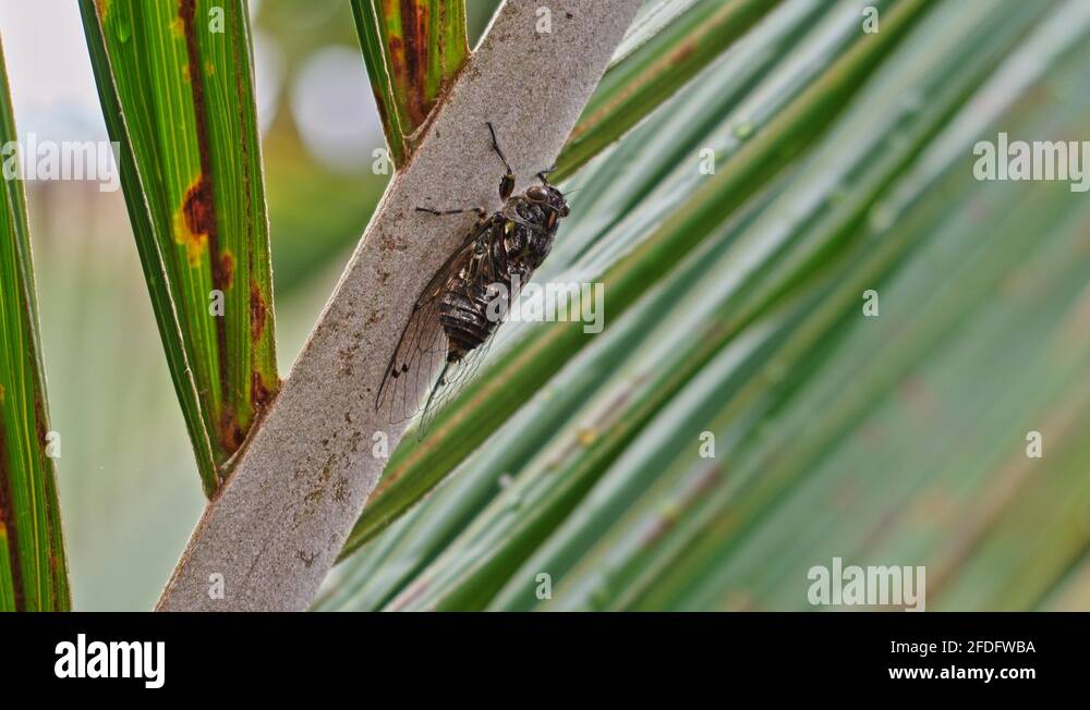 Bugs chirping Stock Videos & Footage - HD and 4K Video Clips - Alamy