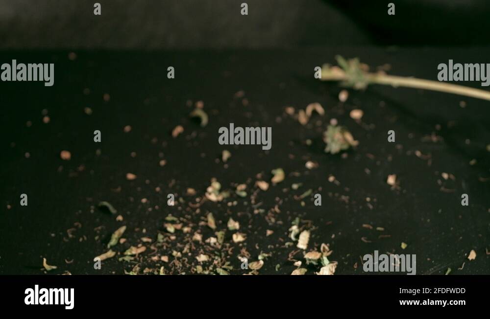 Cultivation of marijuana, forming the buds of a flowering cannabis ...