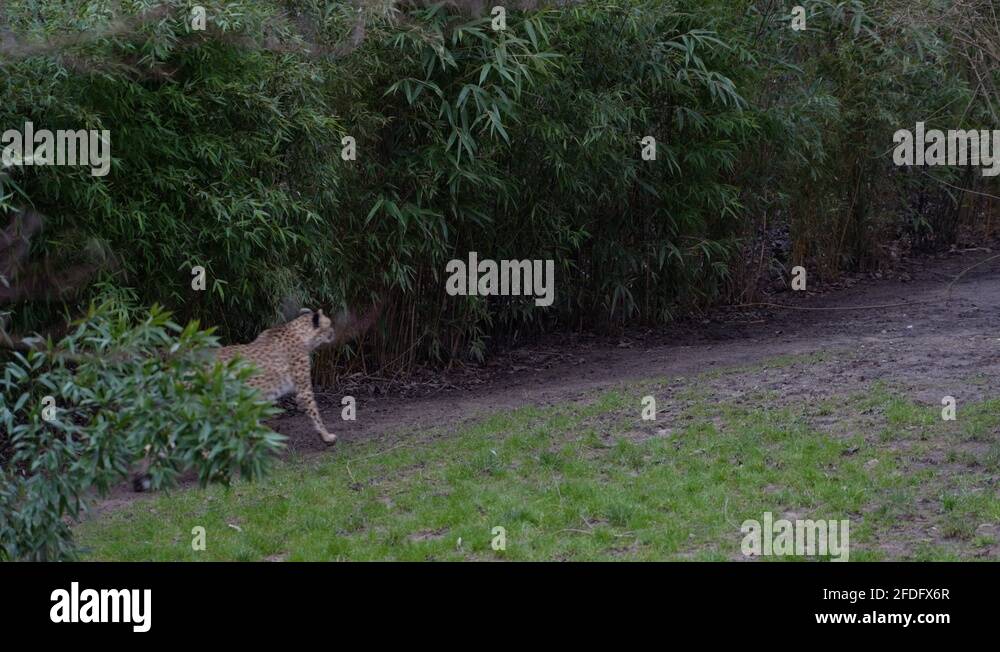 Jungle hunt Stock Videos & Footage - HD and 4K Video Clips - Alamy