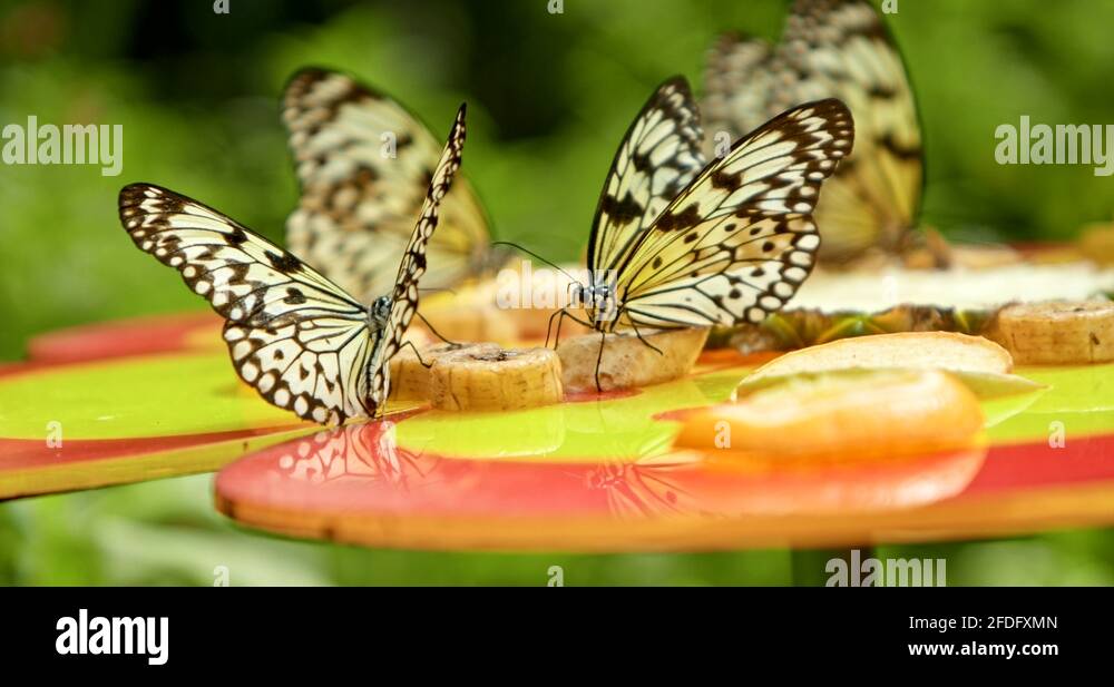 Butterflies of asia Stock Videos & Footage - HD and 4K Video Clips - Alamy