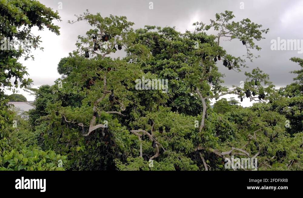 Zanzibar endemic fauna Stock Videos & Footage - HD and 4K Video Clips ...