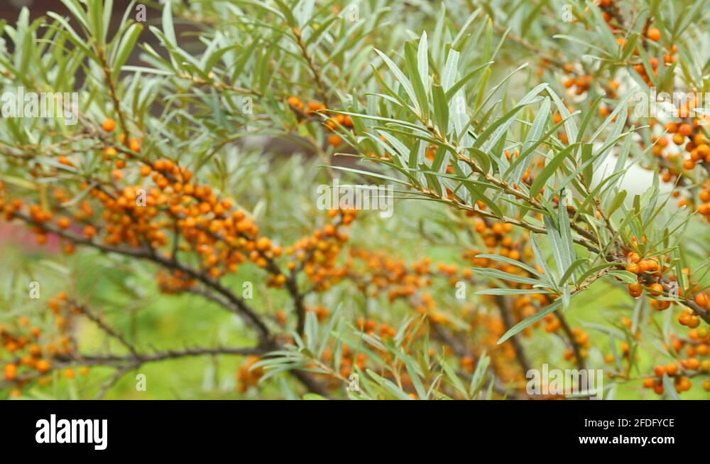 Buckthorn tree Stock Videos & Footage - HD and 4K Video Clips - Alamy