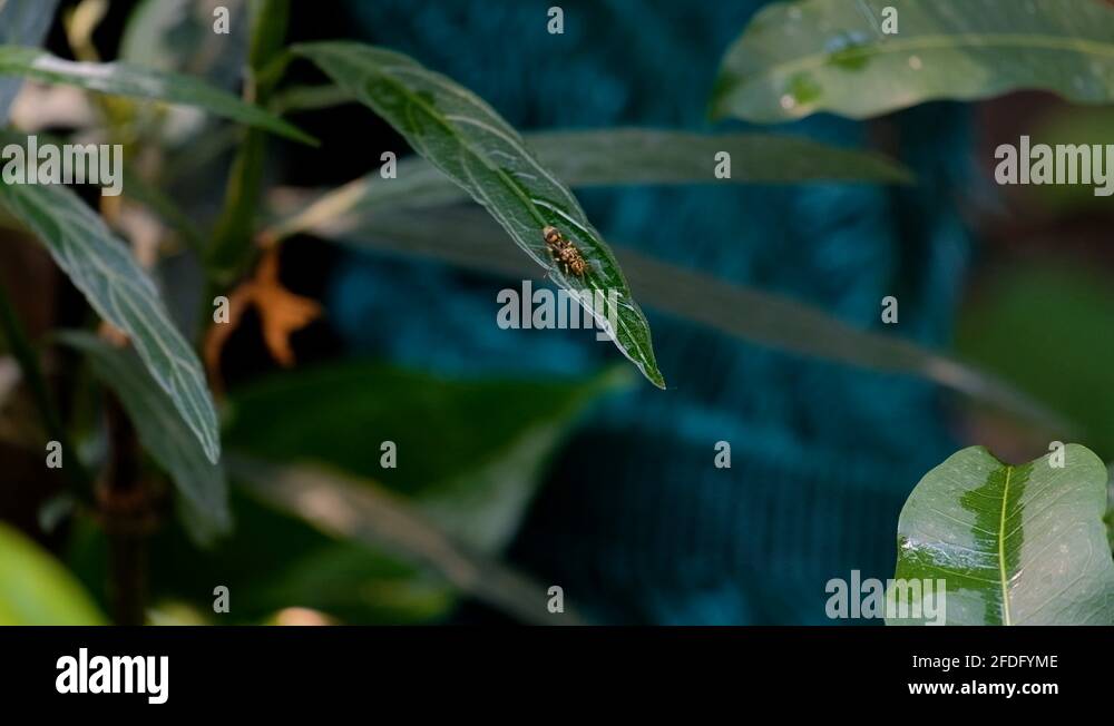 Crawling on a green leaf Stock Videos & Footage - HD and 4K Video Clips ...