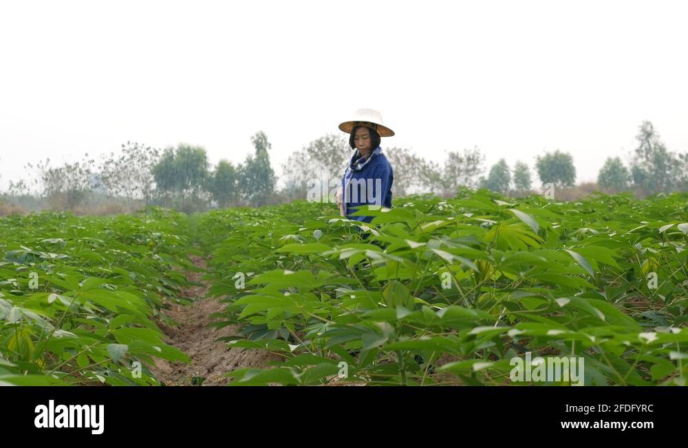 Cassava tapioca farmer field Stock Videos & Footage - HD and 4K Video ...