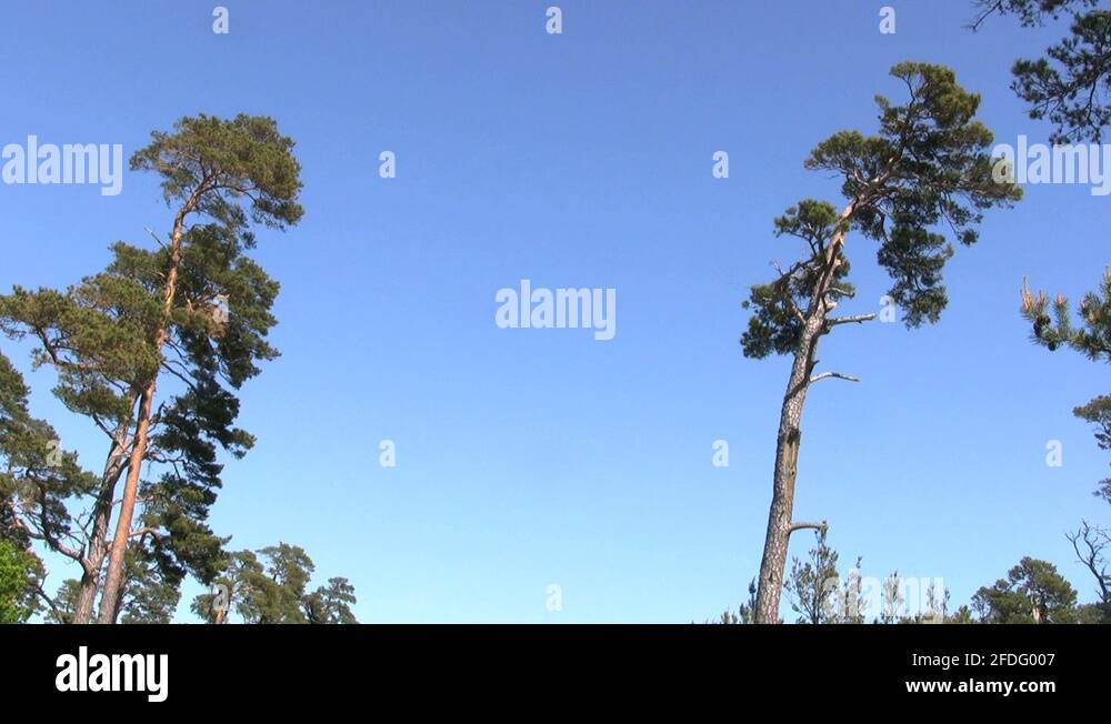 Oine tree Stock Videos & Footage - HD and 4K Video Clips - Alamy