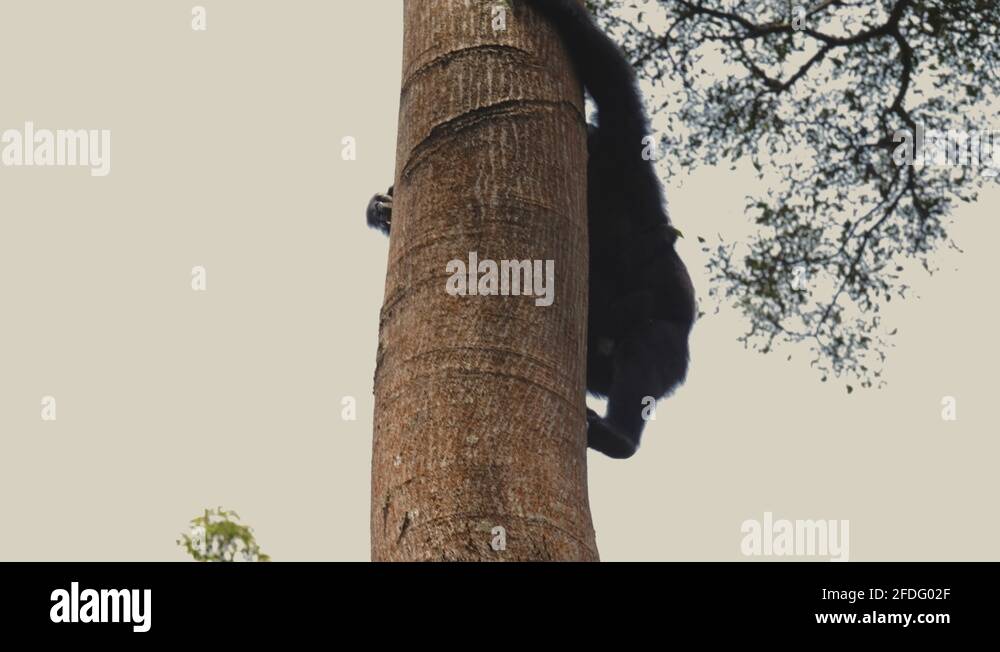Chimpanzee climbing Stock Videos & Footage - HD and 4K Video Clips - Alamy