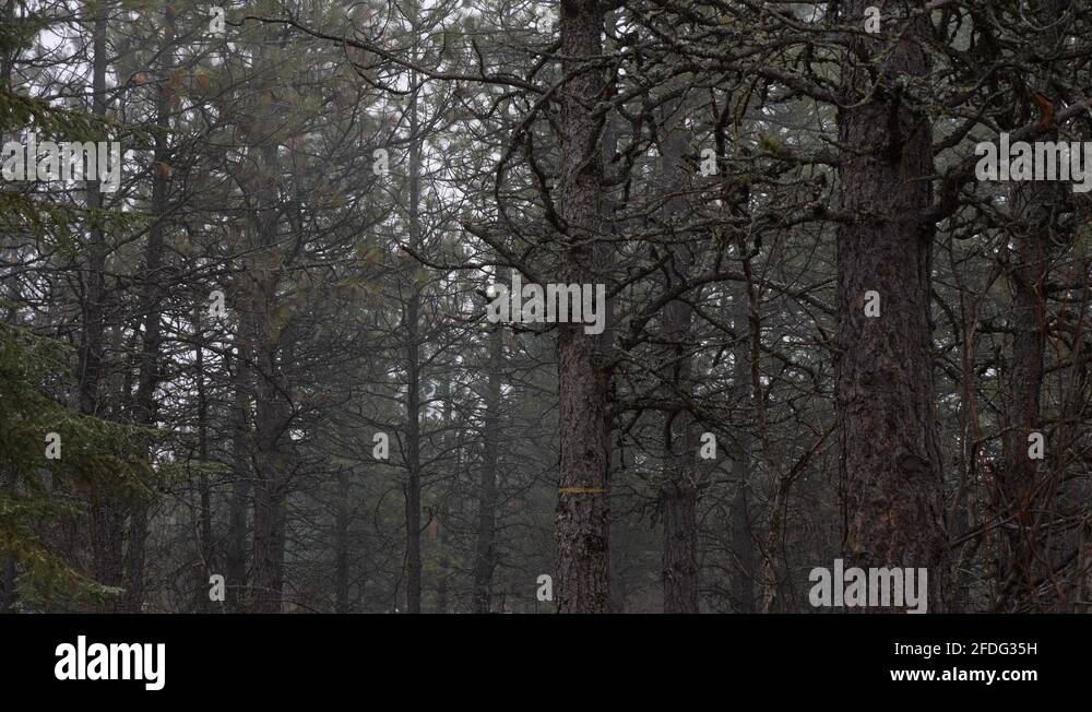 Light flurry snow Stock Videos & Footage - HD and 4K Video Clips - Alamy