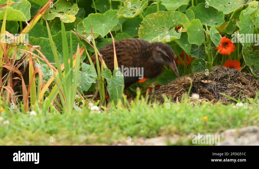 Endemic bird Weka - Gallirallus australis - adult with young bird in ...
