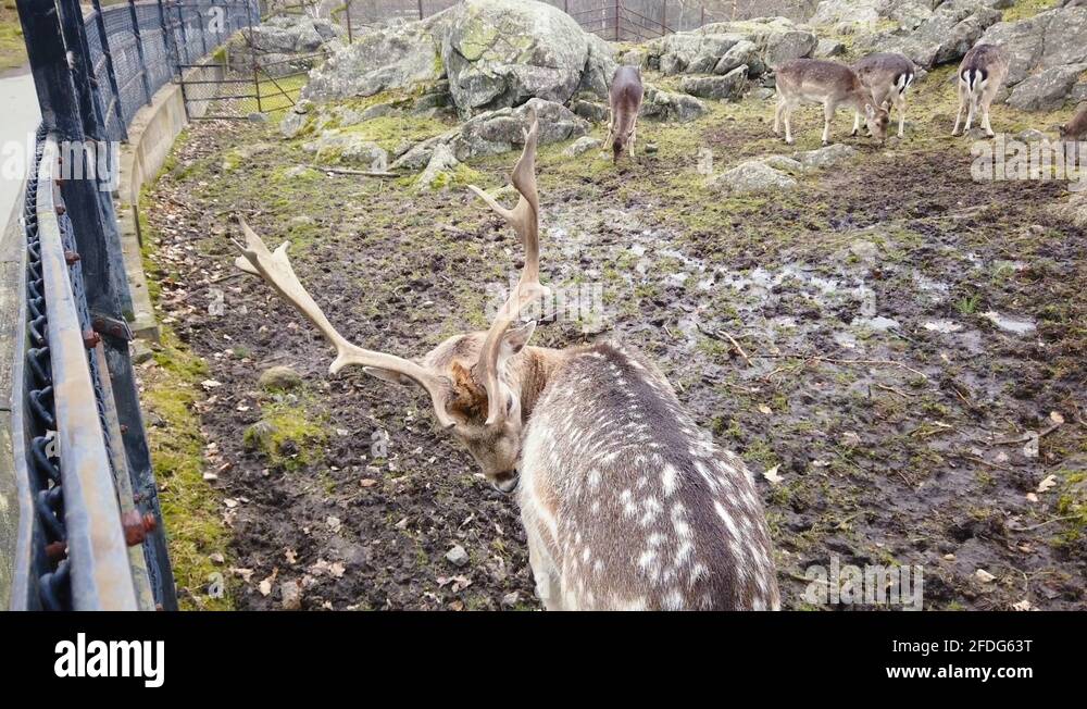 Scratch and park Stock Videos & Footage - HD and 4K Video Clips - Alamy