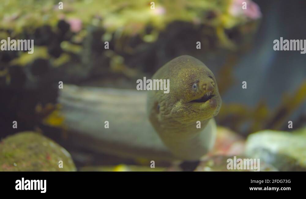 Eel pool Stock Videos & Footage - HD and 4K Video Clips - Alamy