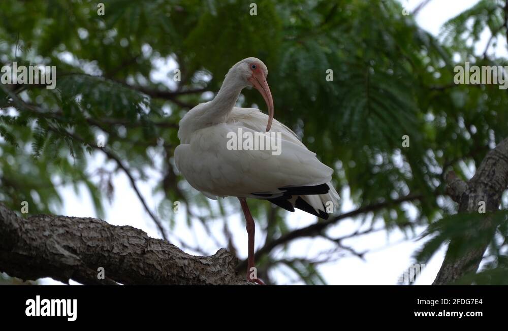American white ibis Stock Videos & Footage - HD and 4K Video Clips - Alamy