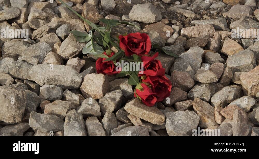 Precious roses Stock Videos & Footage - HD and 4K Video Clips - Alamy
