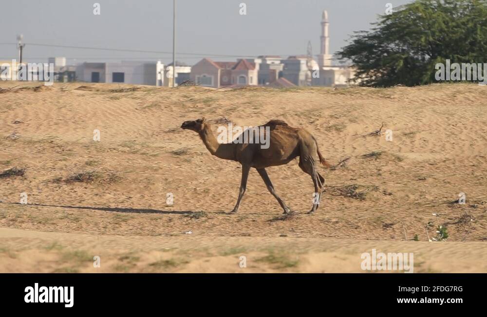 Camels walking in desert in Abu Dhabi UAE in slow motion with cityscape ...