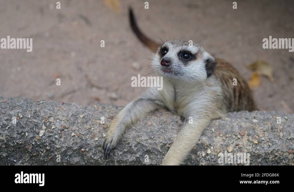 Beautiful meerkat suricate suricatta Stock Videos & Footage - HD and 4K ...