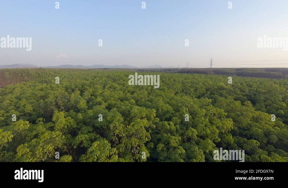Hevea brasiliensis tree Stock Videos & Footage - HD and 4K Video Clips ...
