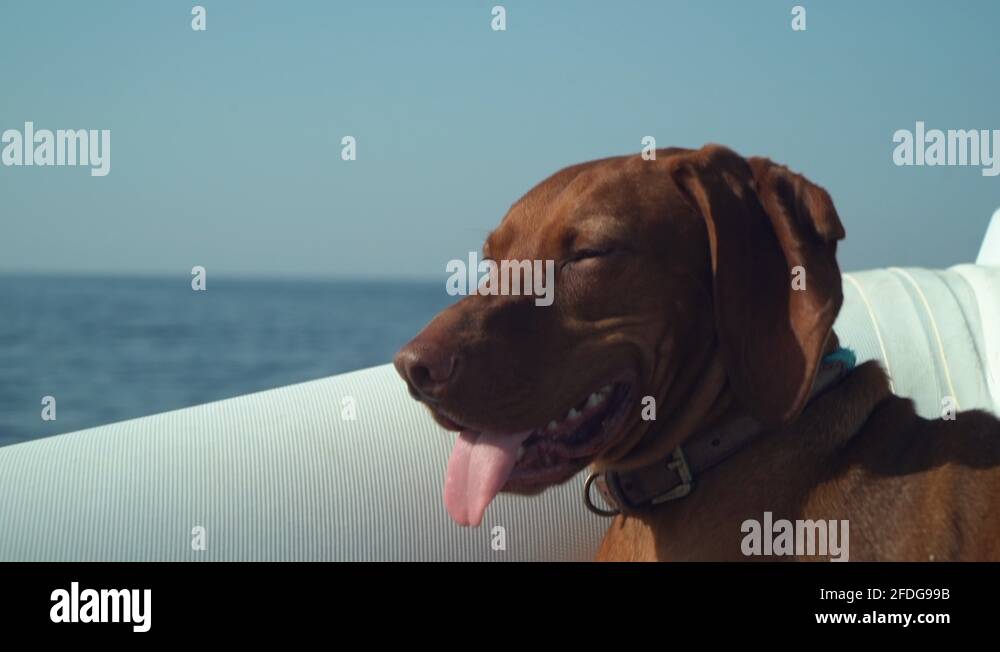 Raft red sea Stock Videos & Footage - HD and 4K Video Clips - Alamy