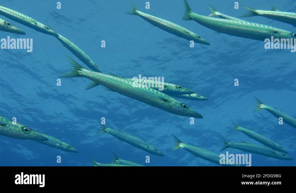 Large school of Barracudas slowly swims under surface of the blue water ...