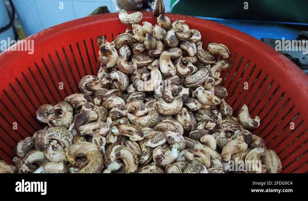 Bucket of shells Stock Videos & Footage - HD and 4K Video Clips - Alamy