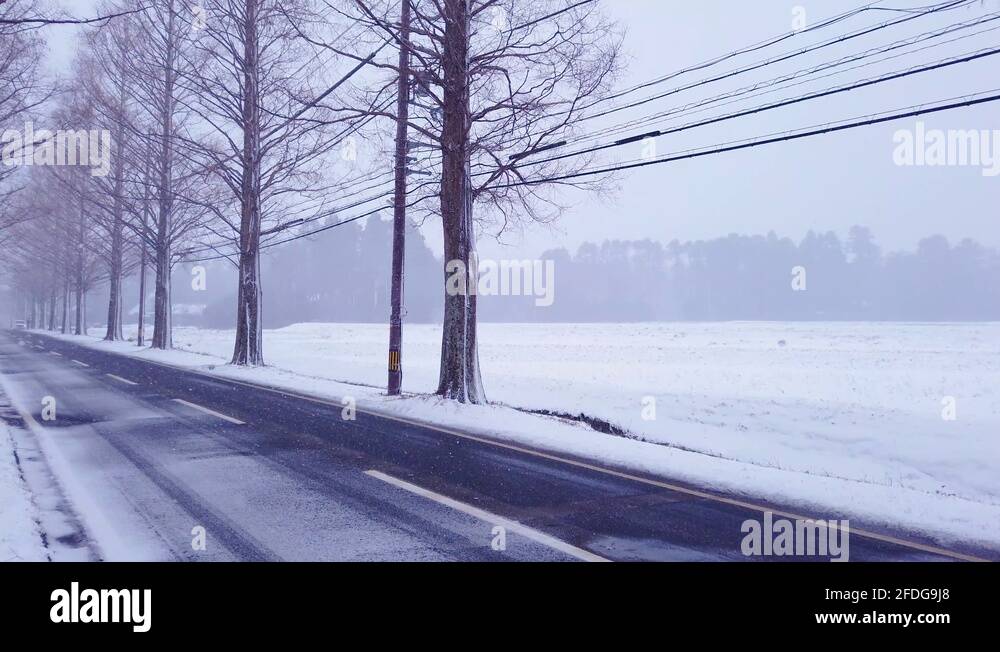Tree down across road Stock Videos & Footage - HD and 4K Video Clips ...
