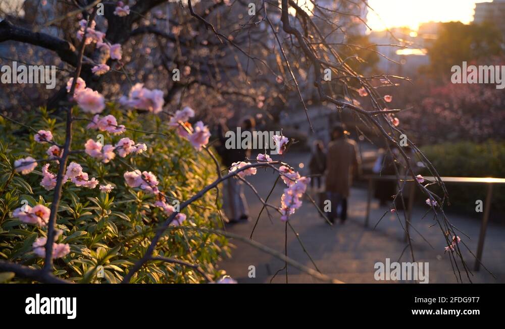 Lined concrete steps Stock Videos & Footage - HD and 4K Video Clips - Alamy