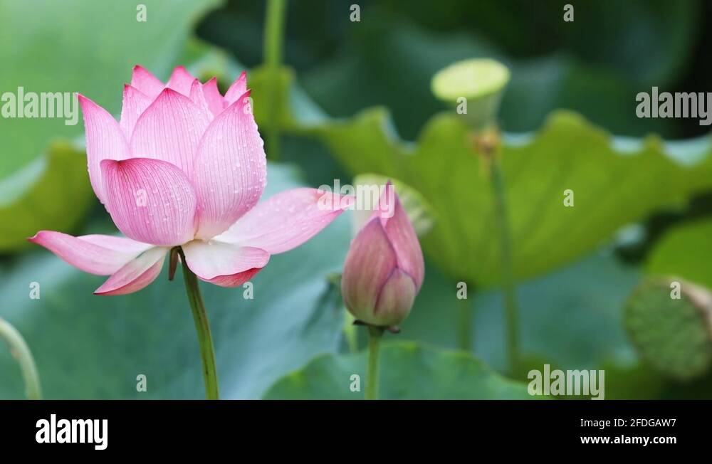 Rain lotus Stock Videos & Footage - HD and 4K Video Clips - Alamy