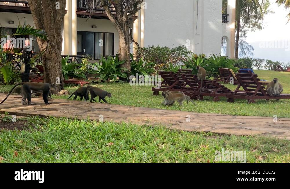 Monkeys in the hotel Stock Videos & Footage - HD and 4K Video Clips - Alamy
