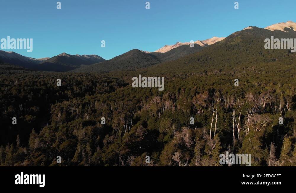 Native oak trees Stock Videos & Footage - HD and 4K Video Clips - Alamy