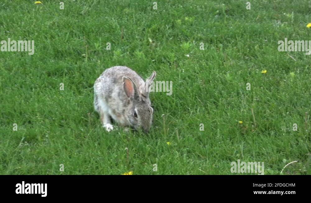 Cottontail rabbit Stock Videos & Footage - HD and 4K Video Clips - Alamy