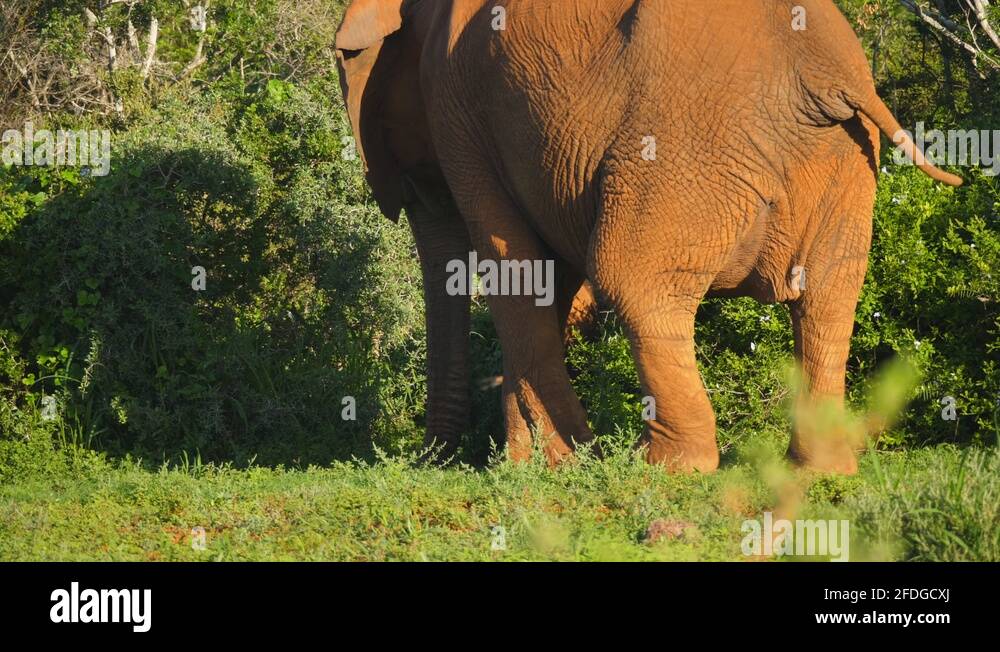 Female elephant africa Stock Videos & Footage - HD and 4K Video Clips ...