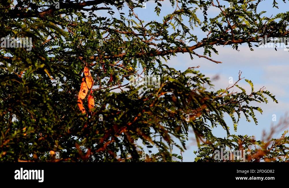 Algarrobo tree Stock Videos & Footage - HD and 4K Video Clips - Alamy