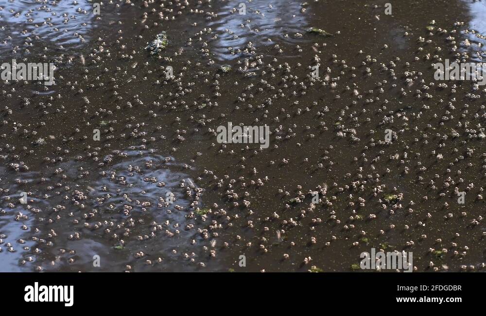 Dipteran flies Stock Videos & Footage - HD and 4K Video Clips - Alamy