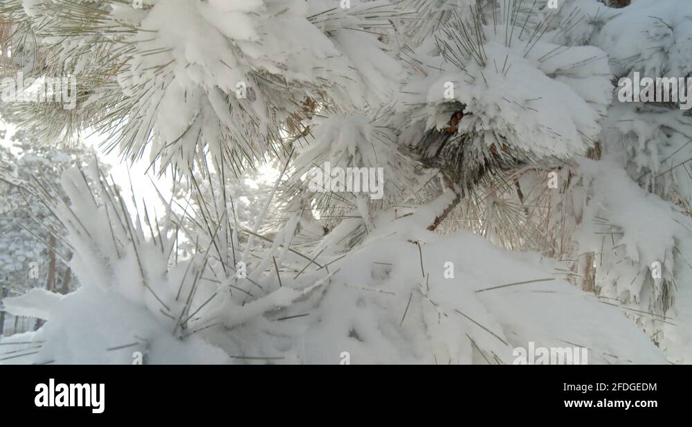 Covered in needles Stock Videos & Footage - HD and 4K Video Clips - Alamy
