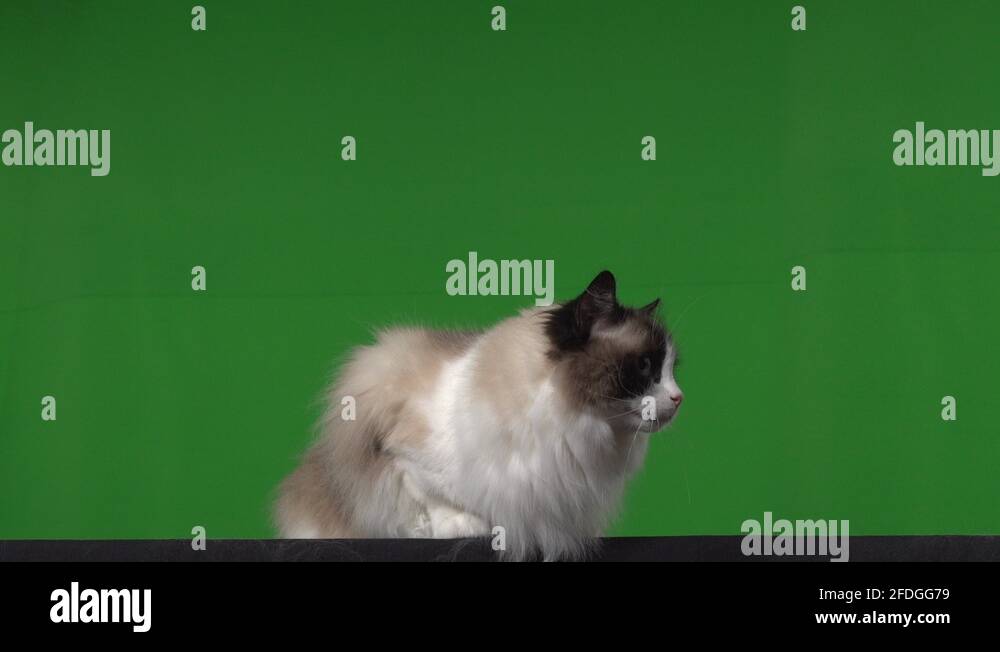 cat rag doll green screen Stock Video Footage - Alamy