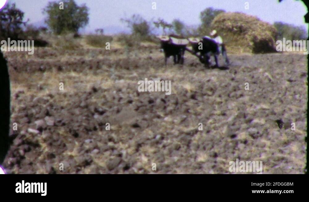 Mexican maize field Stock Videos & Footage - HD and 4K Video Clips - Alamy