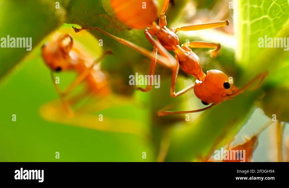 Ants farming aphids Stock Videos & Footage - HD and 4K Video Clips - Alamy