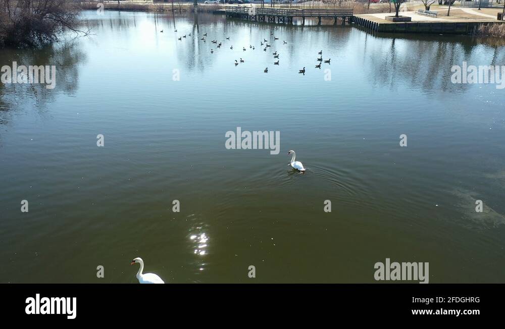 Shimmers in a pond Stock Videos & Footage - HD and 4K Video Clips - Alamy