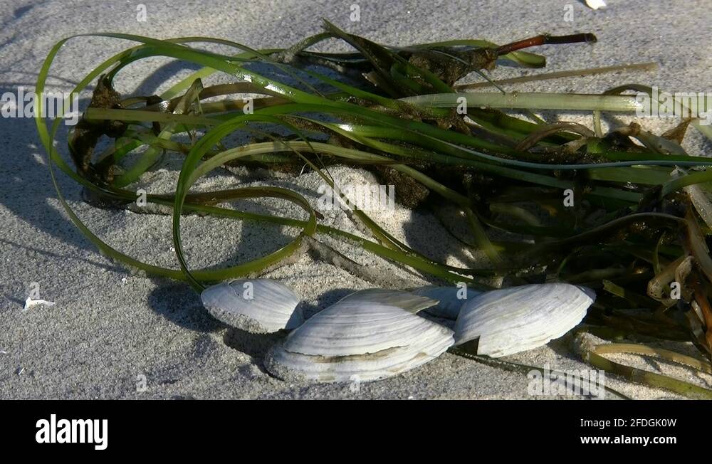 Baltic sea shells Stock Videos & Footage - HD and 4K Video Clips - Alamy