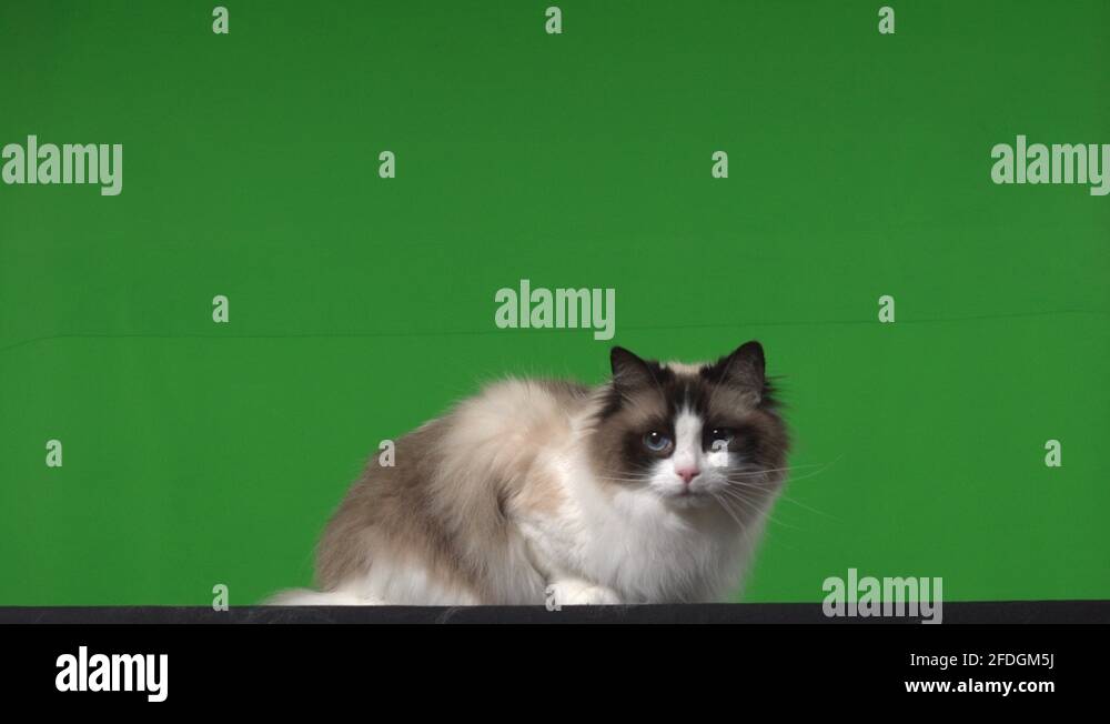 cat rag doll green screen Stock Video Footage - Alamy