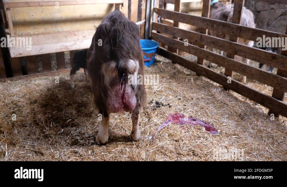 Placenta agriculture Stock Videos & Footage - HD and 4K Video Clips - Alamy