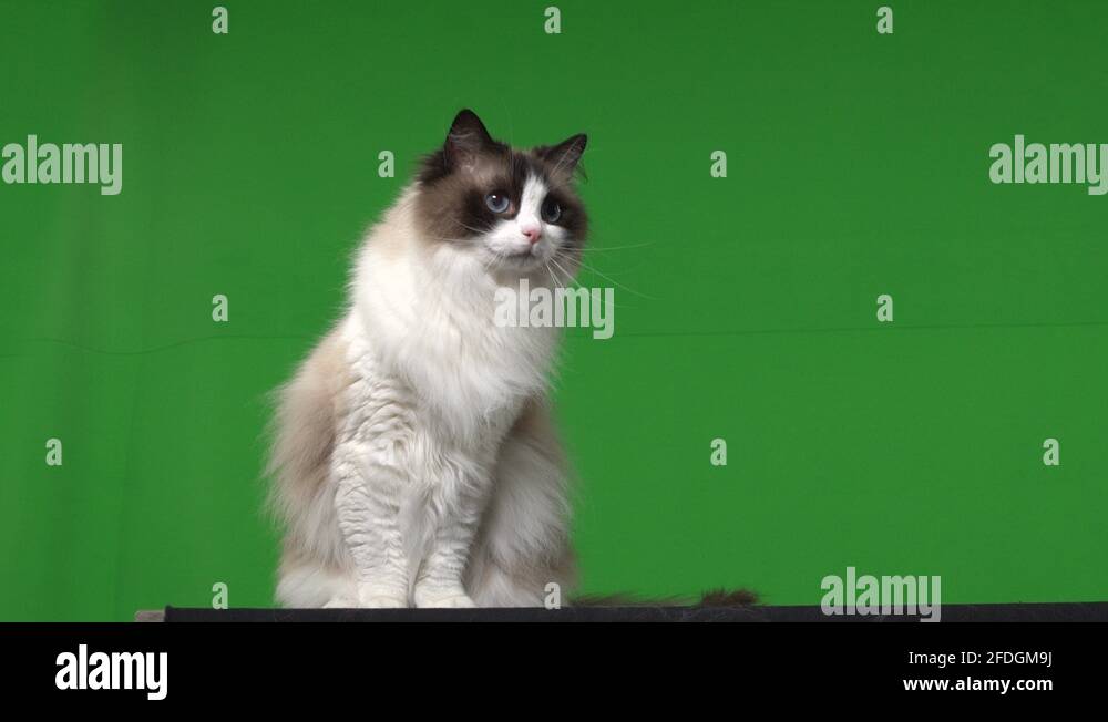 cat rag doll green screen Stock Video Footage - Alamy