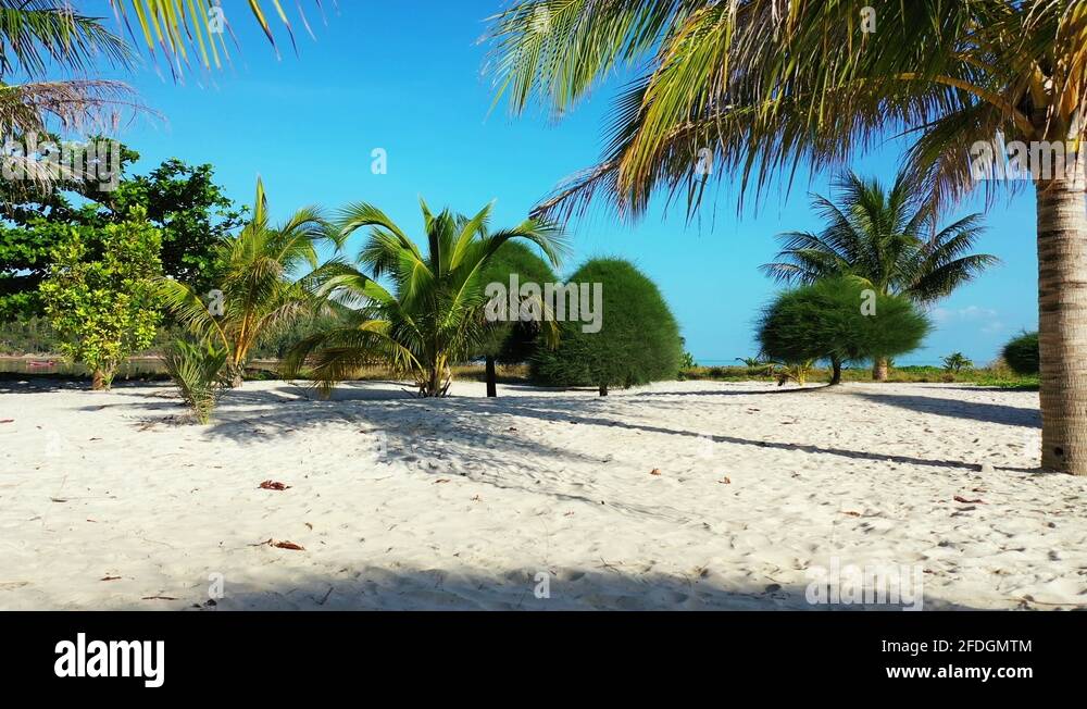 Wild palms resort Stock Videos & Footage - HD and 4K Video Clips - Alamy