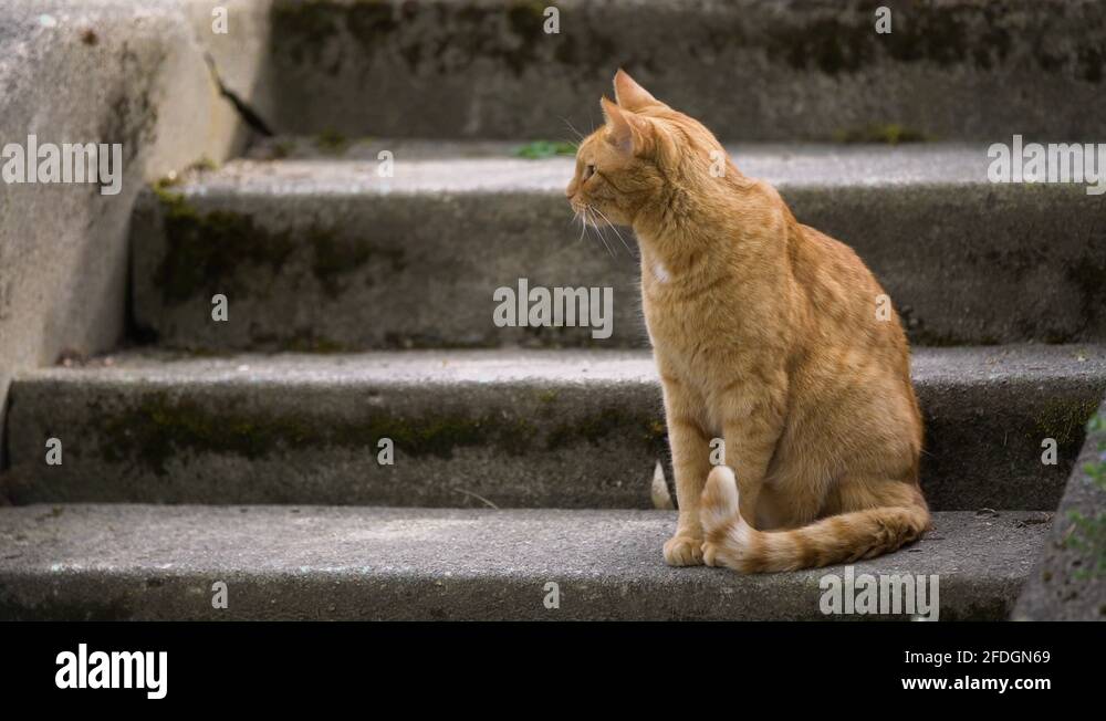 Cat on stair Stock Videos & Footage - HD and 4K Video Clips - Alamy