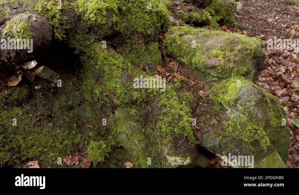 Exposed tree root Stock Videos & Footage - HD and 4K Video Clips - Alamy
